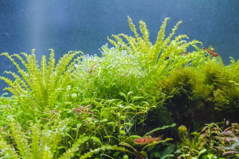 Aquarium Wasserpflanzen +++ 2025 | heimaquaristik.de
